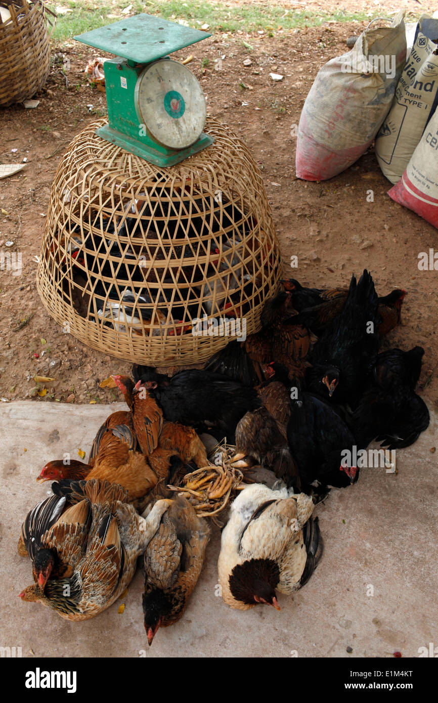 Poultry business hi-res stock photography and images - Alamy