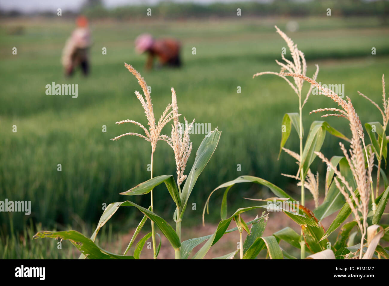 Cambodia corn hi-res stock photography and images - Alamy