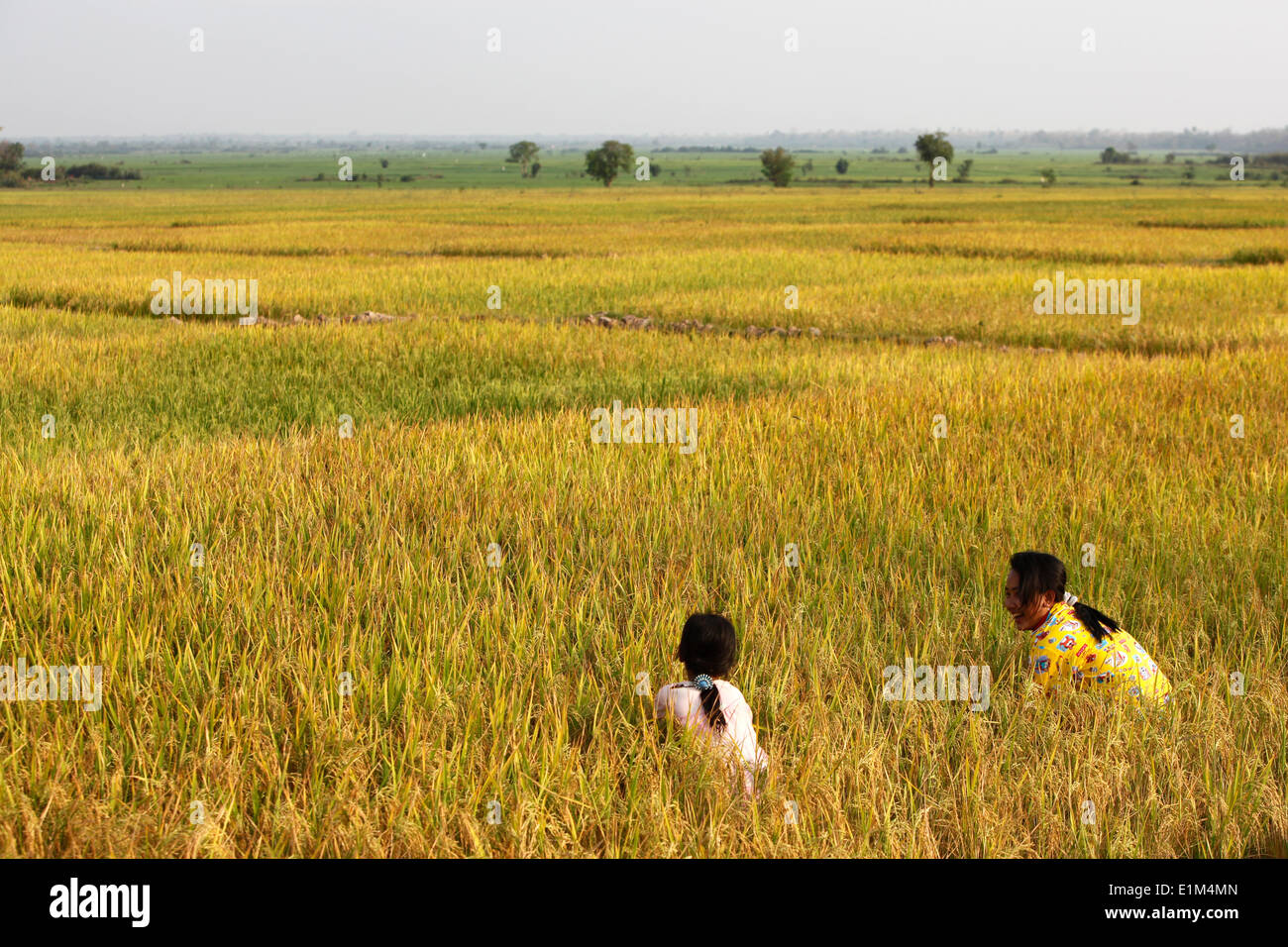 Girls in rice field hi-res stock photography and images - Alamy
