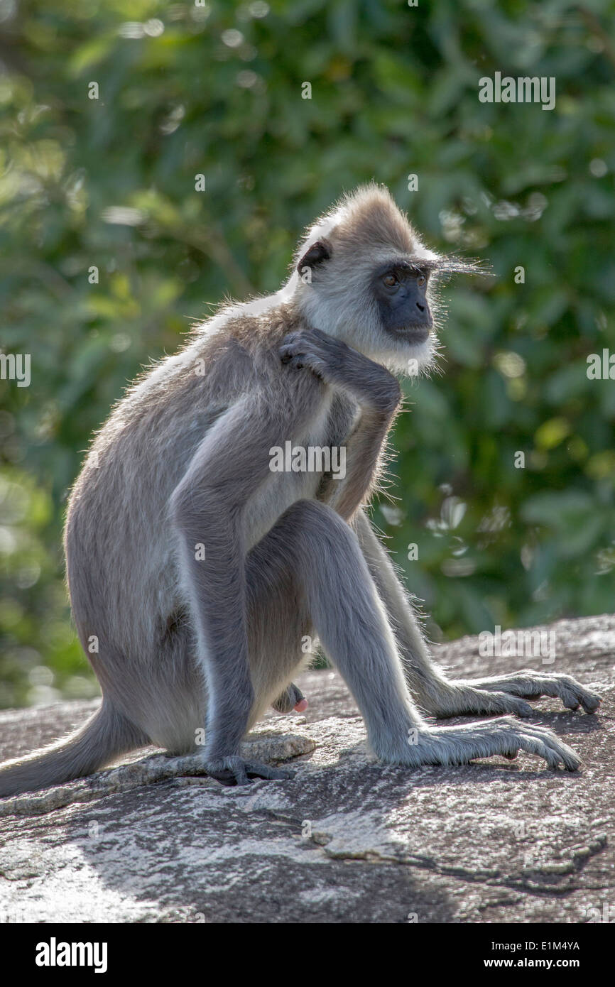 Common or Grey Langur monkey sitting alone on the top of bare rocks ...