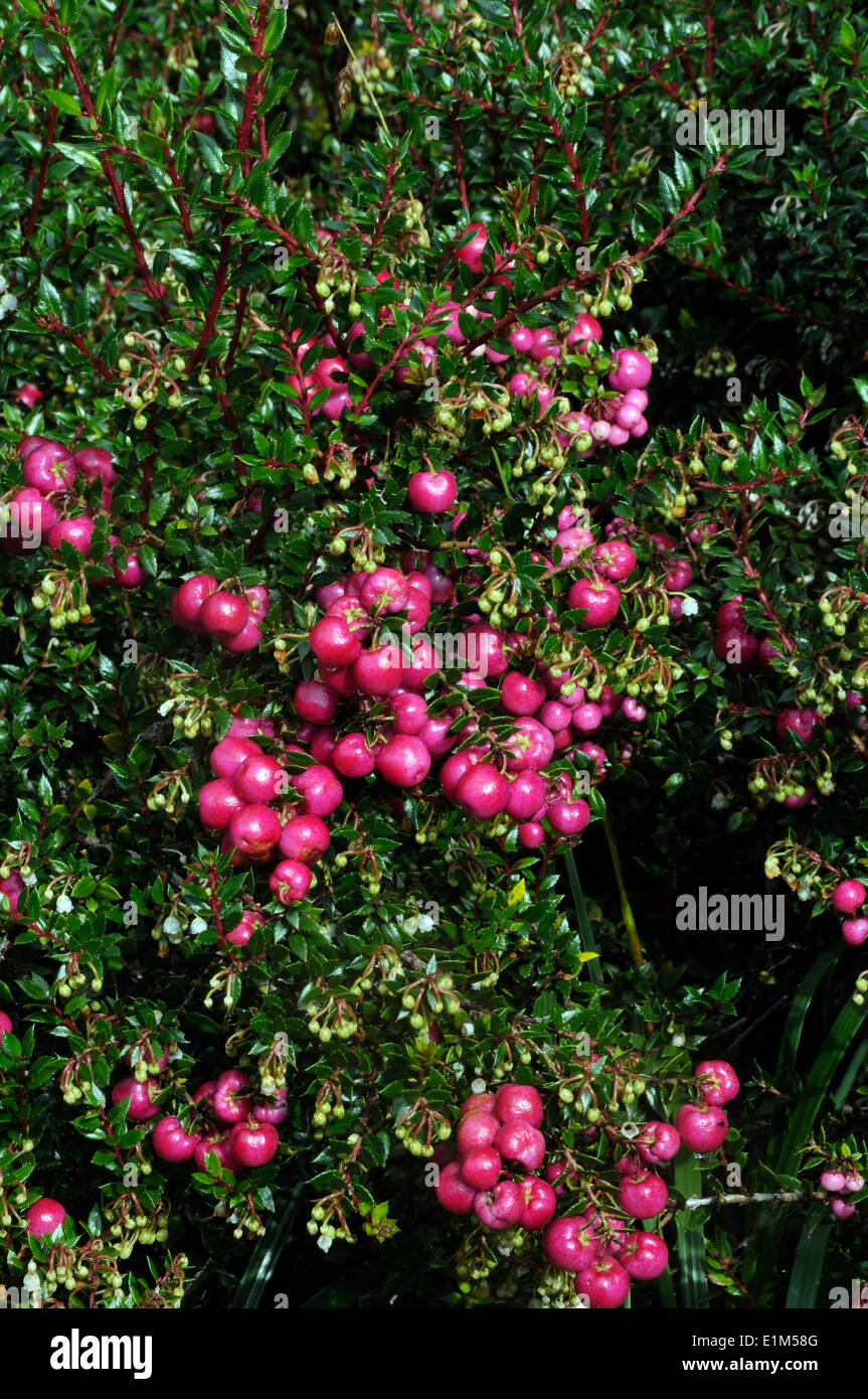 Edible ripe red berries and flowers of prickly heath (Gaultheria ...