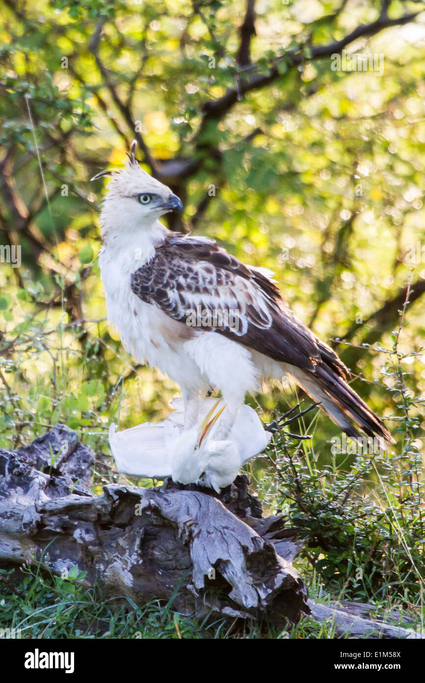 A Crested Hawk-Eagle with prey on a rock on the ground, Yala National ...