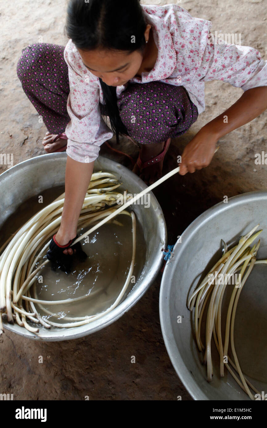 Young woman washing lotus flower stems Stock Photo - Alamy