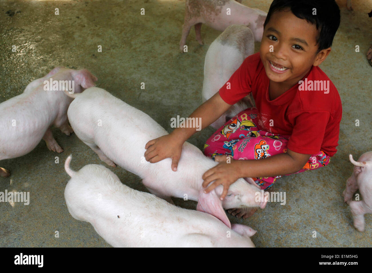 Boy pig farm hi-res stock photography and images - Alamy