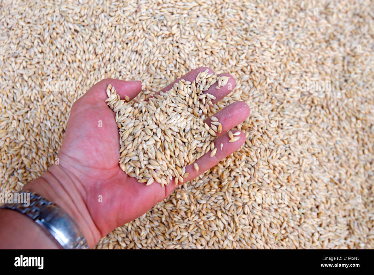 Wheat harvest africa hi-res stock photography and images - Alamy