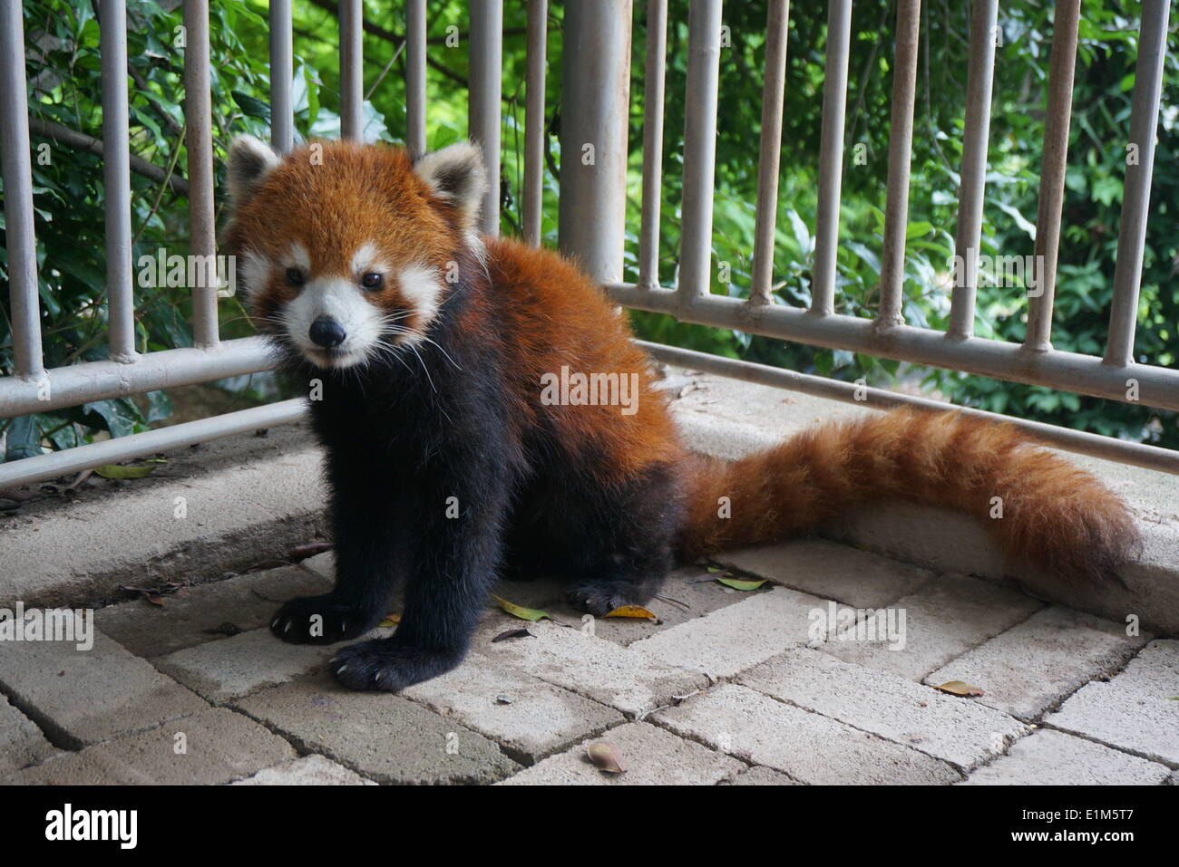 Taipei. 6th June, 2014. Seven-year-old red panda "Huan Huan" is seen ...