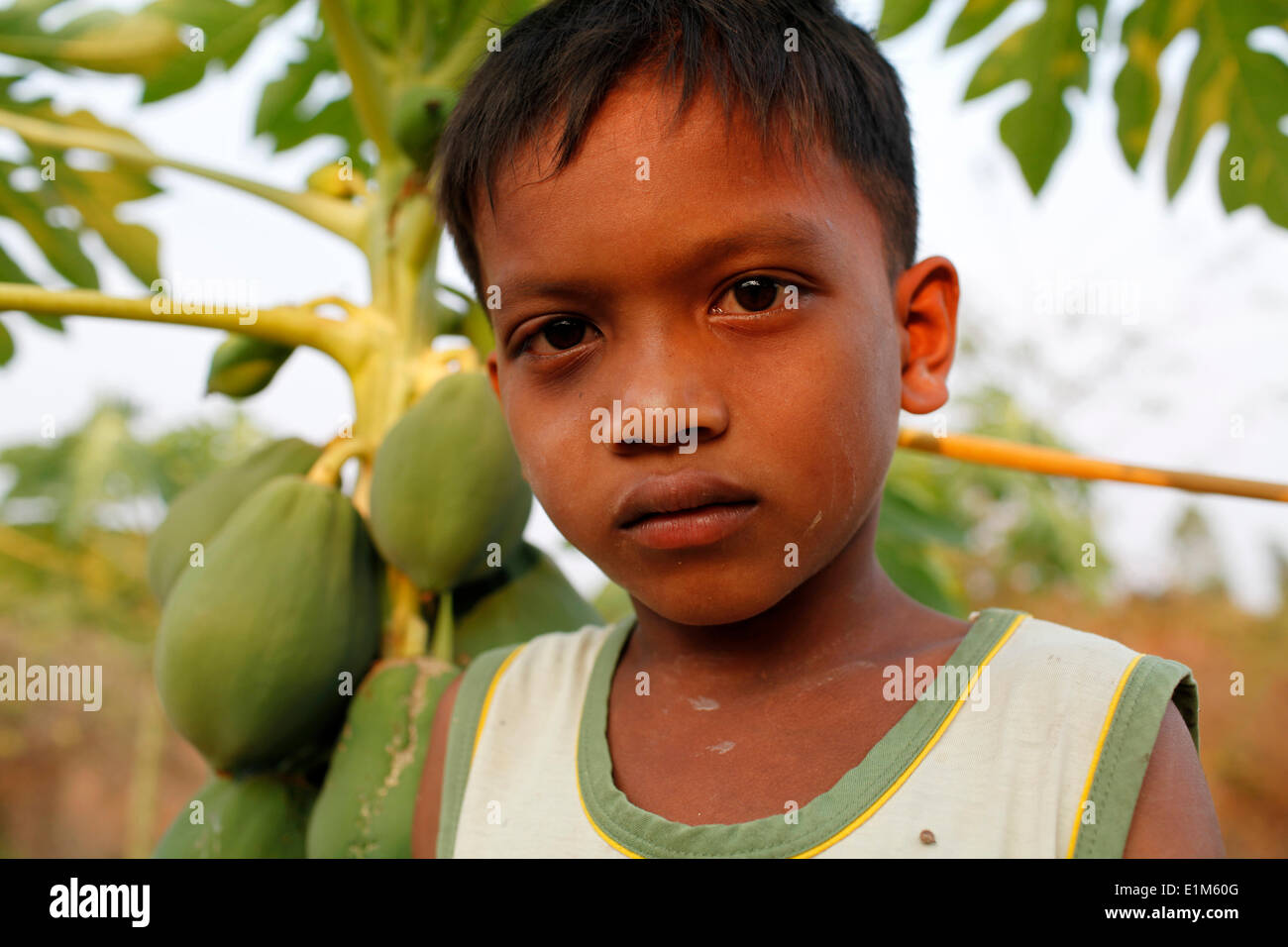 Cambodian child and papaya tree Stock Photo - Alamy