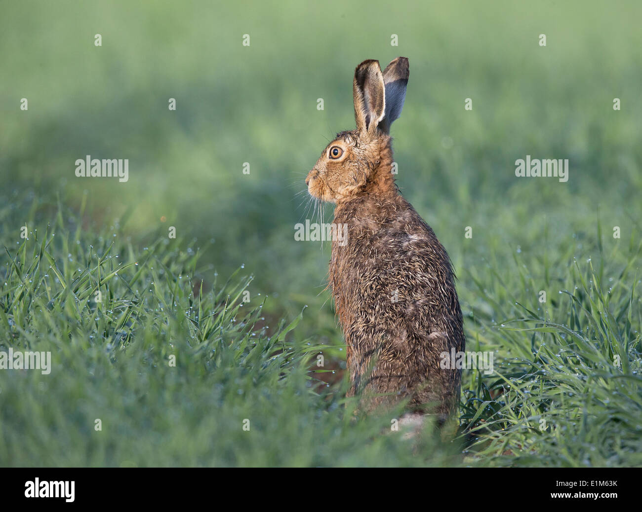 Brown Hare in a crop field Stock Photo - Alamy