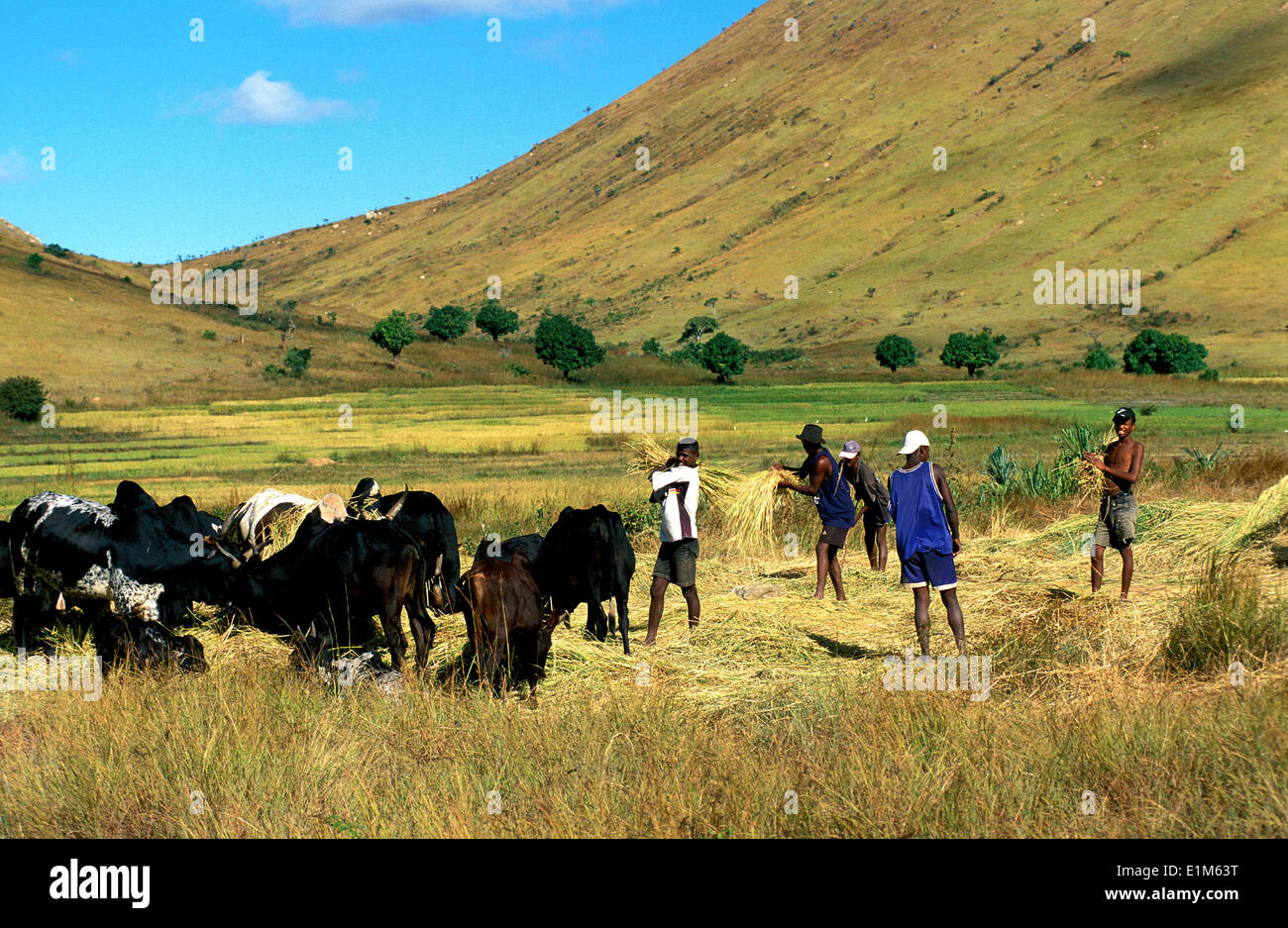 Rice farming with cattle in Ambalavao Stock Photo - Alamy