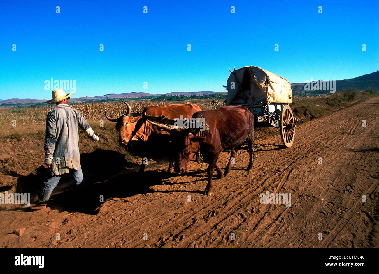 Zebus in Madagascar Stock Photo - Alamy
