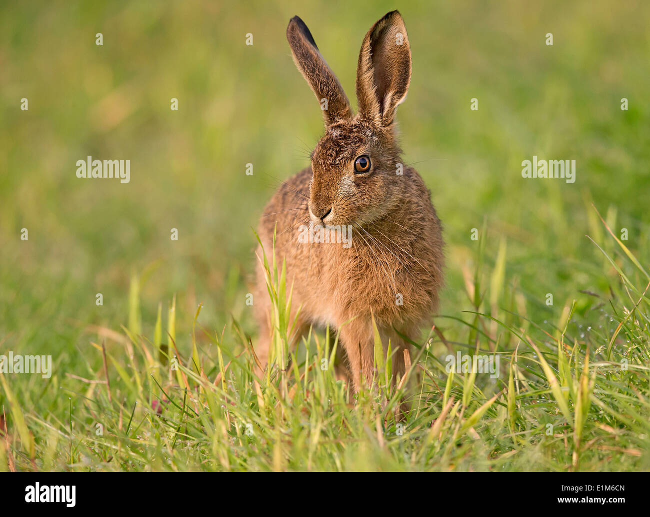 Brown Hare leveret in a crop field Stock Photo - Alamy