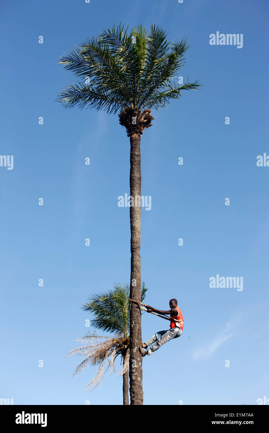 Man climbing up a tree Stock Photo - Alamy