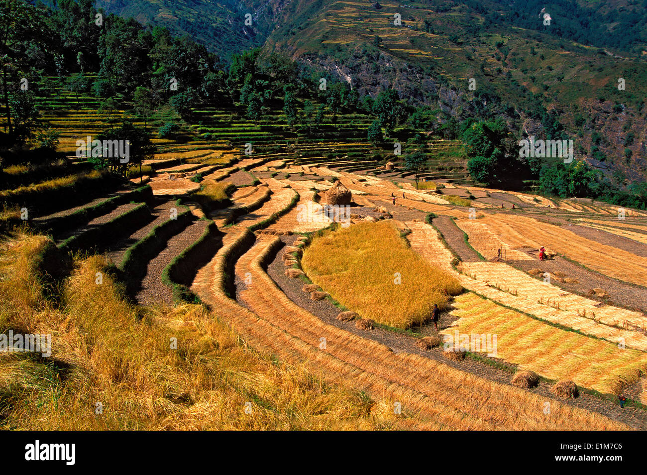 Rice farming rice fields hi-res stock photography and images - Alamy