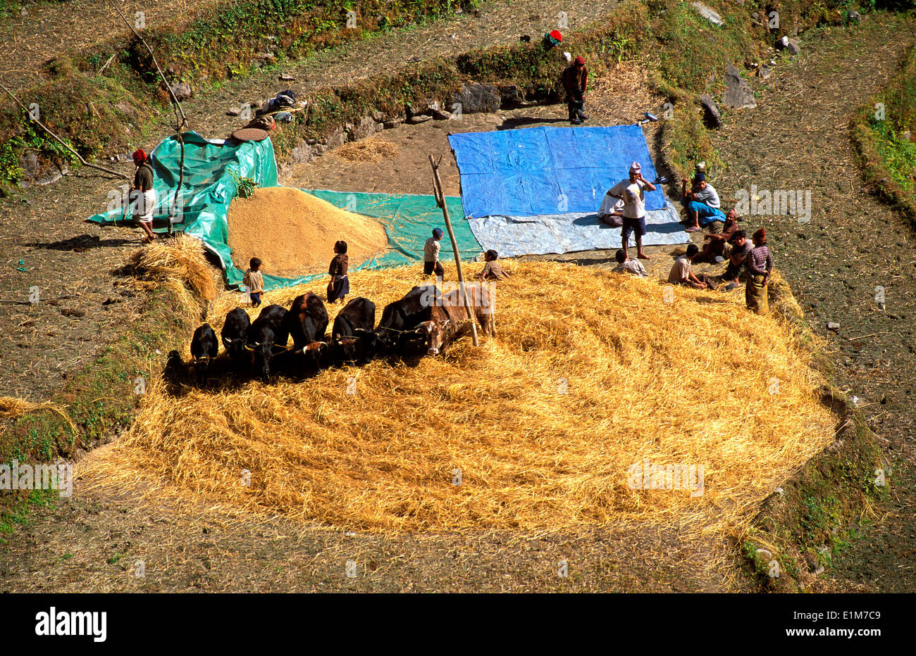 Harvest rice farmer asia farming hi-res stock photography and images ...