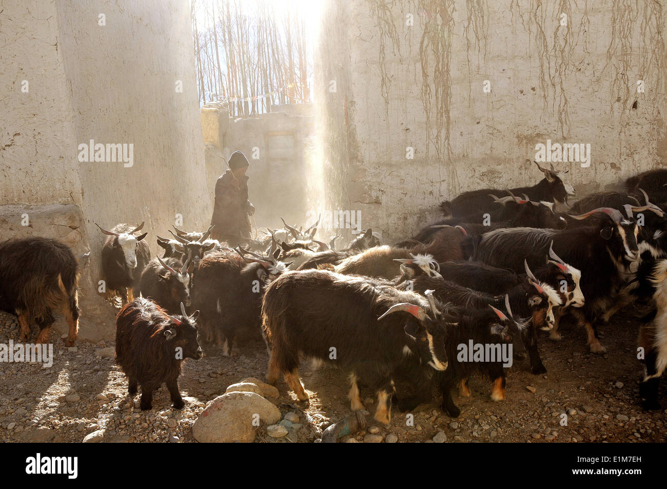 Herd of pashmina goats hi-res stock photography and images - Alamy