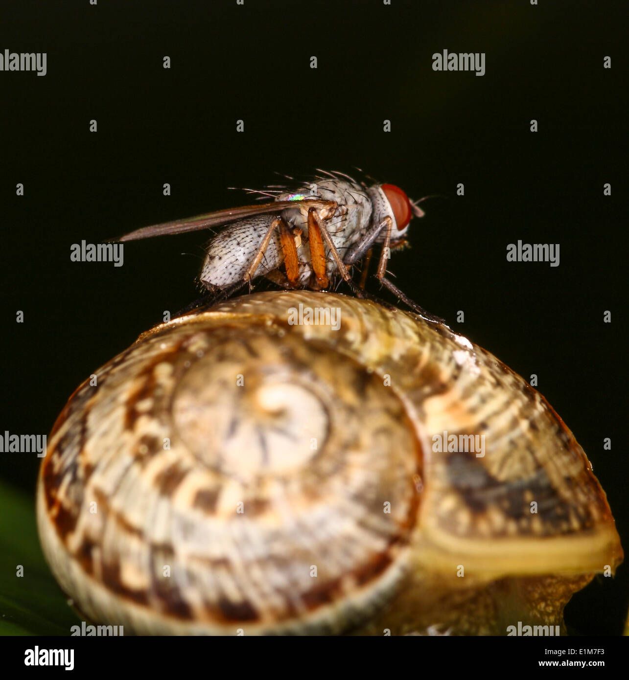 Snails with wings hi-res stock photography and images - Alamy