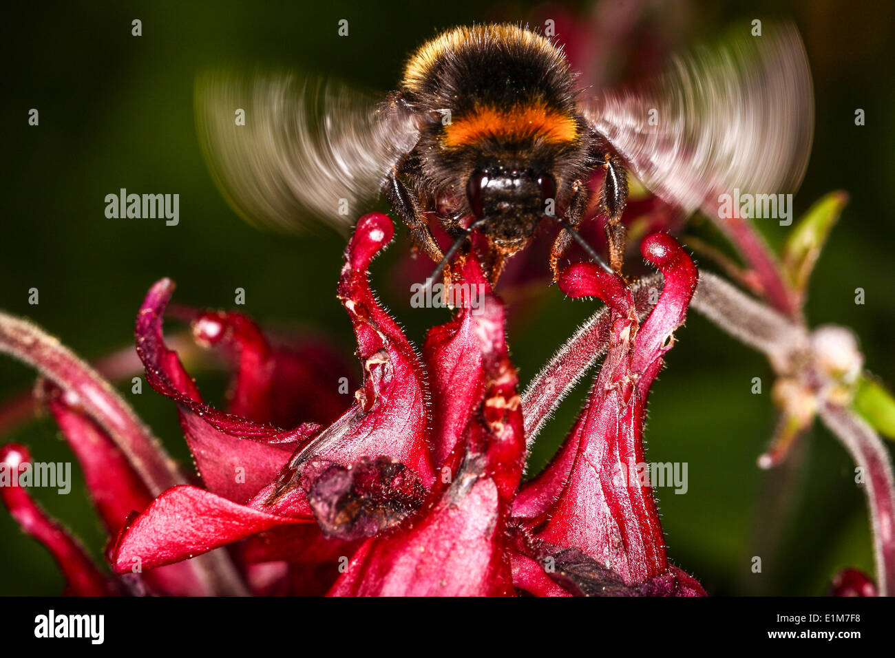 Bumble bee pollinating aquilegia flower hi-res stock photography and ...