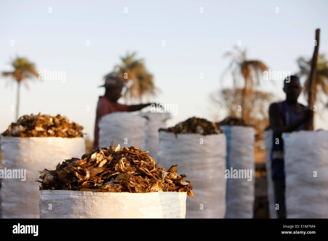 Scrap fish hi-res stock photography and images - Alamy