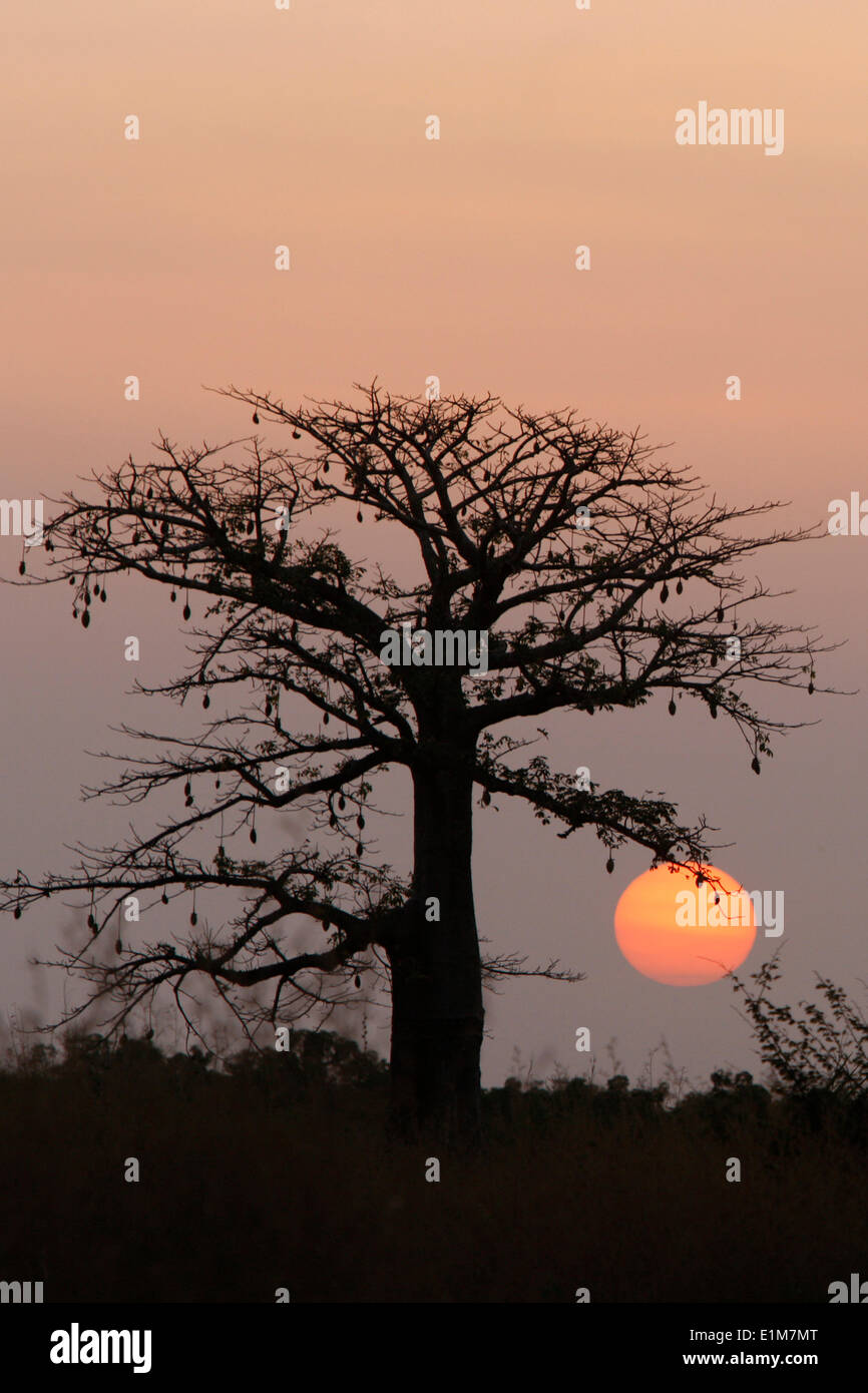 Senegalese landscape High Resolution Stock Photography and Images - Alamy