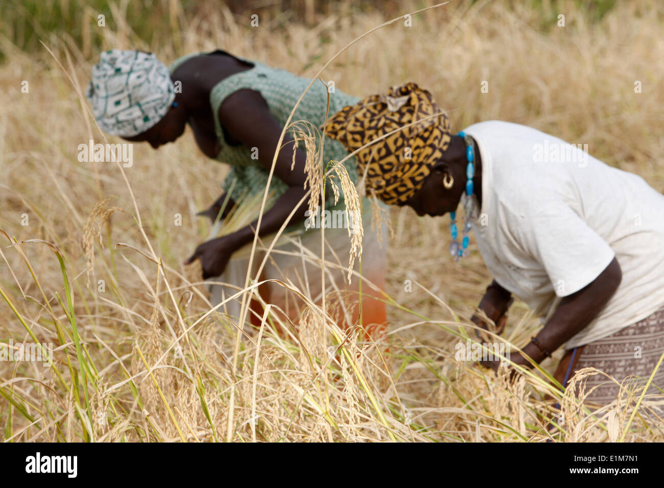 Farming rice hi-res stock photography and images - Alamy