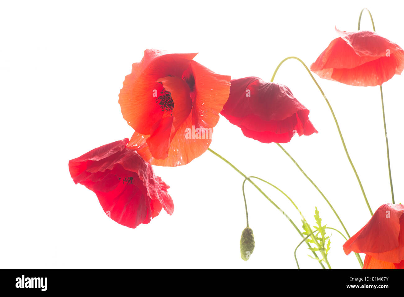 Garden corner poppies hi-res stock photography and images - Alamy