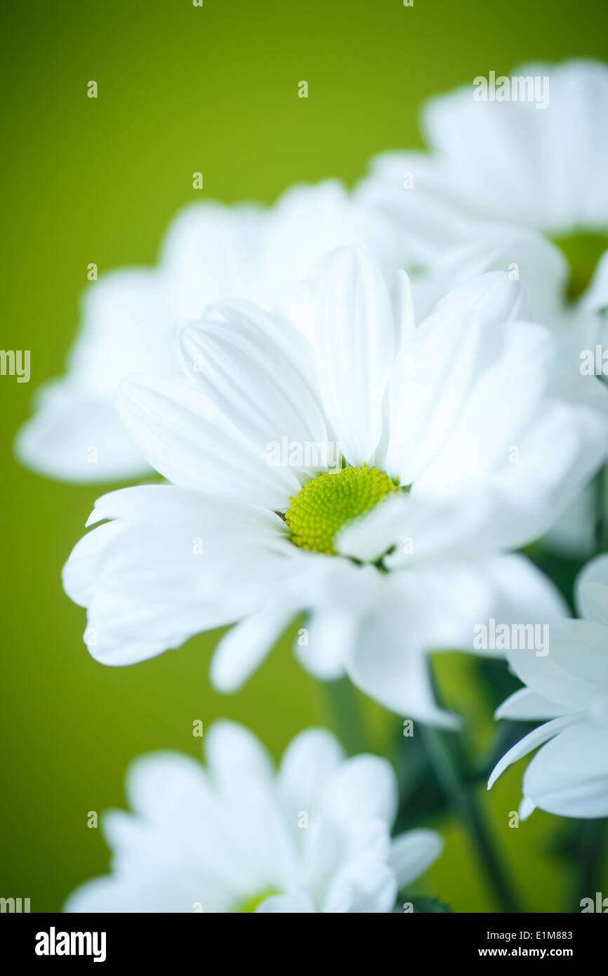 Most beautiful white flowers hi-res stock photography and images - Alamy