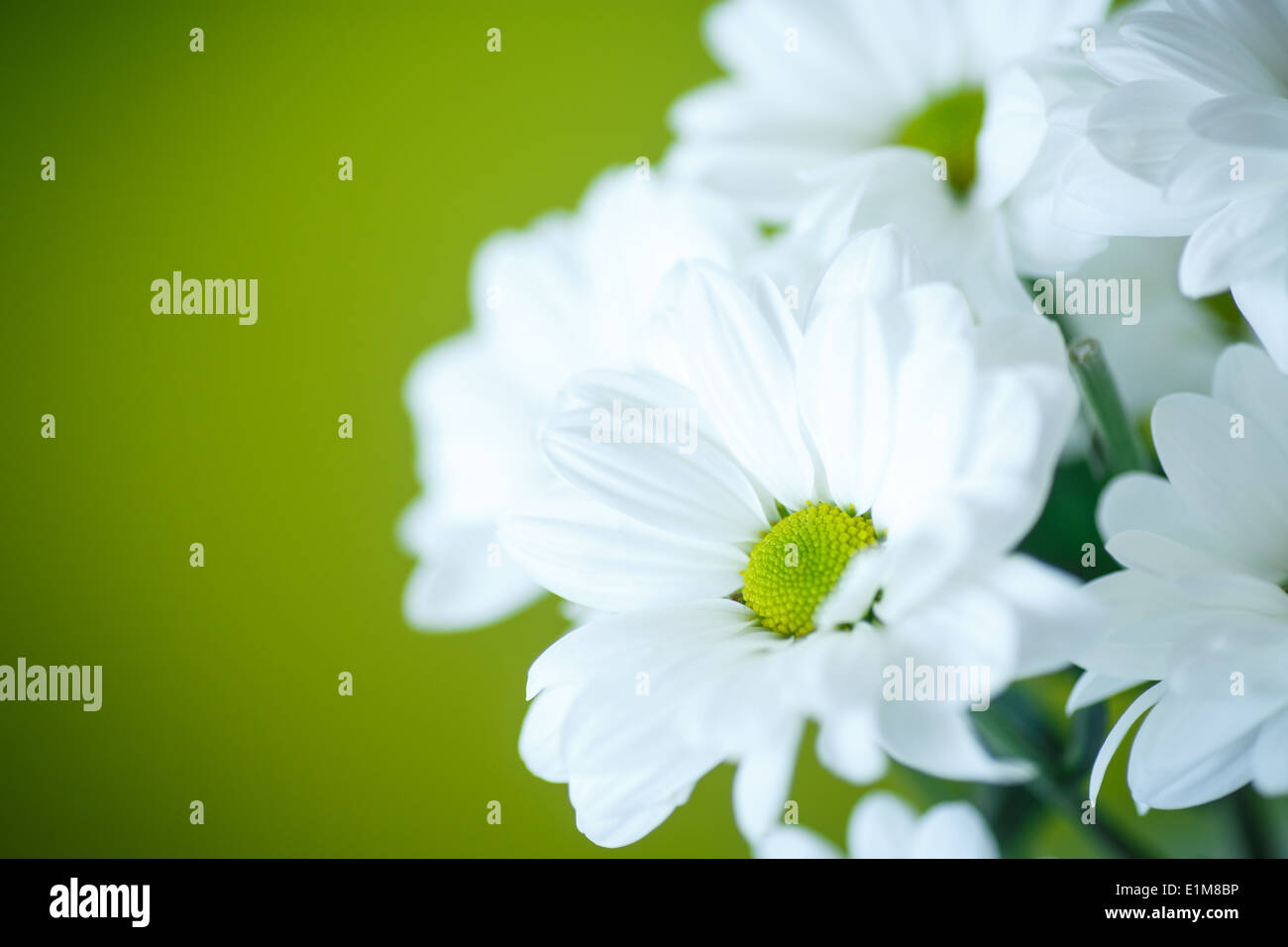 Most beautiful white flowers hi-res stock photography and images - Alamy