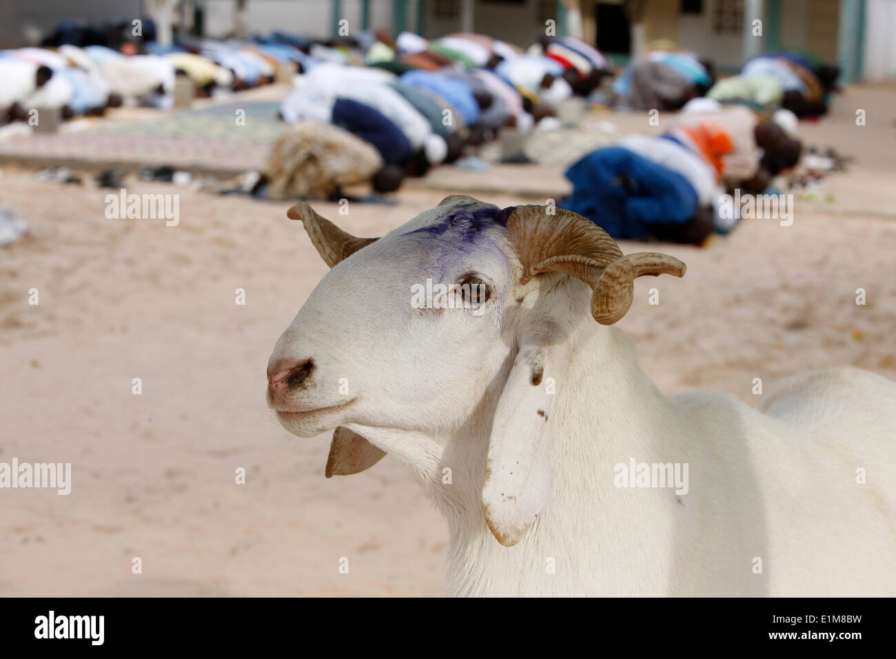 Tabaski hi-res stock photography and images - Alamy