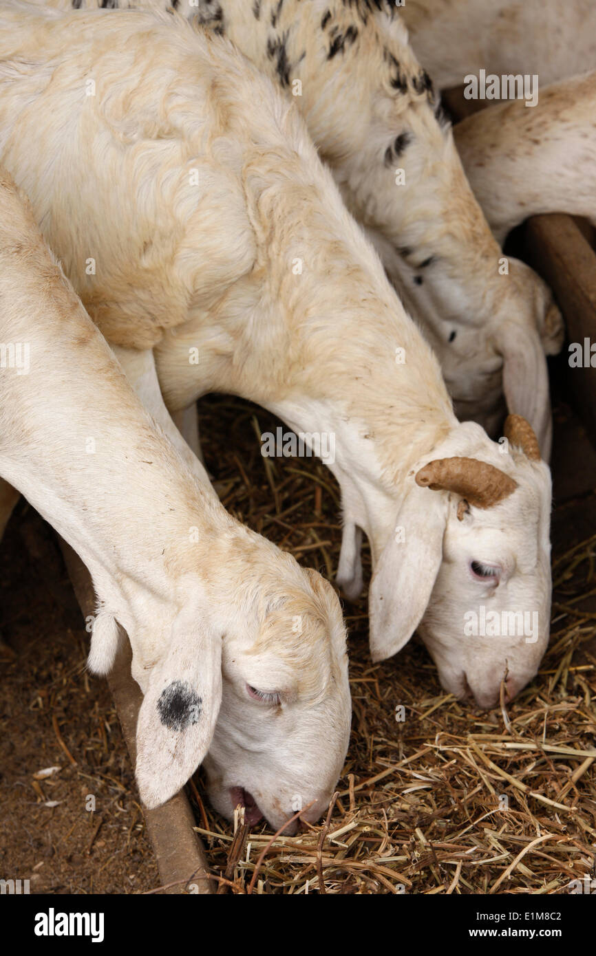 African Sheep High Resolution Stock Photography and Images - Alamy