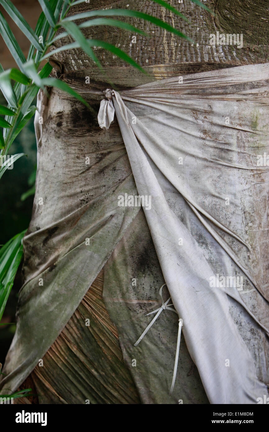 Voodoo sacred tree in Togoville Stock Photo - Alamy