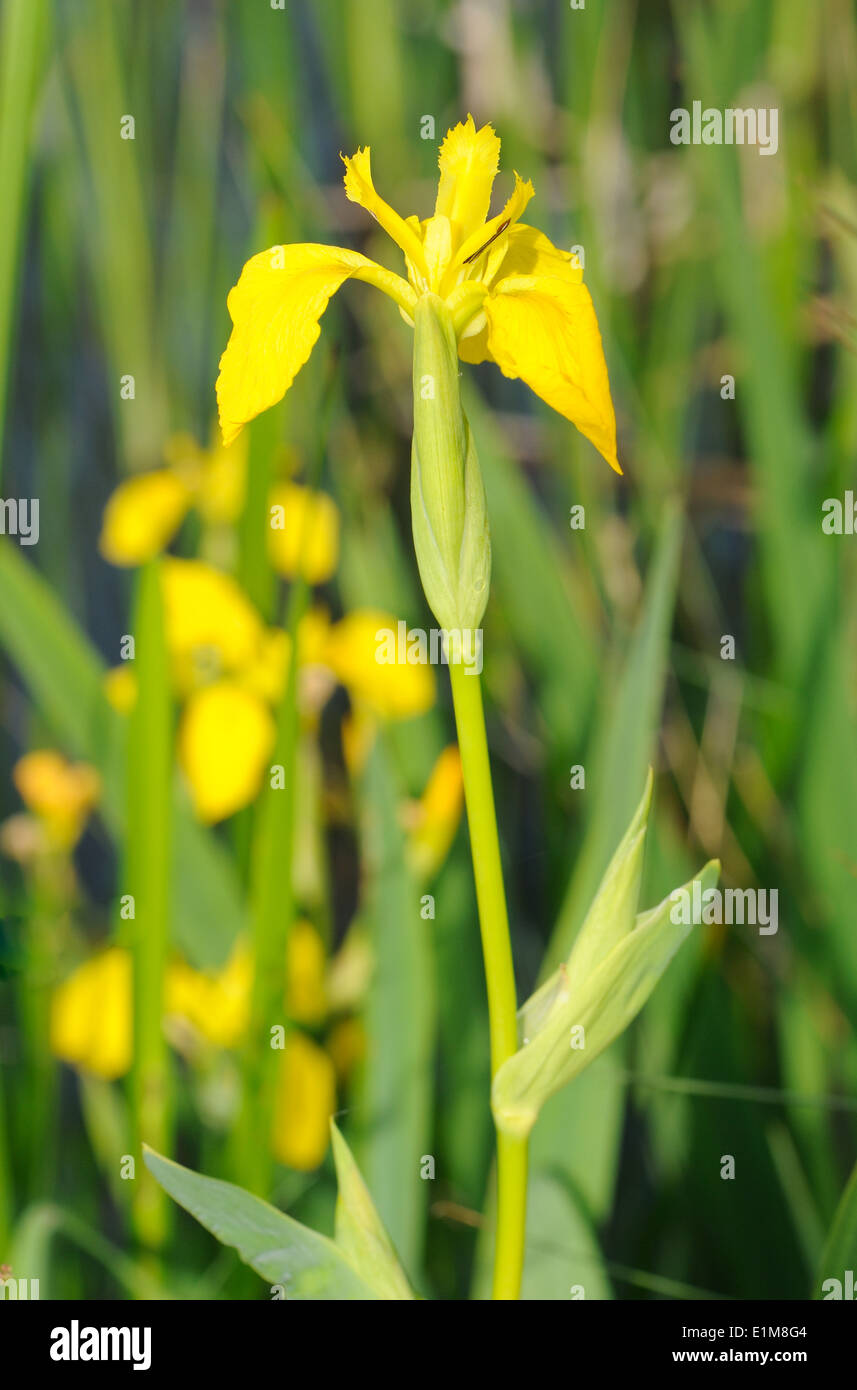 Yellow iris hi-res stock photography and images - Alamy