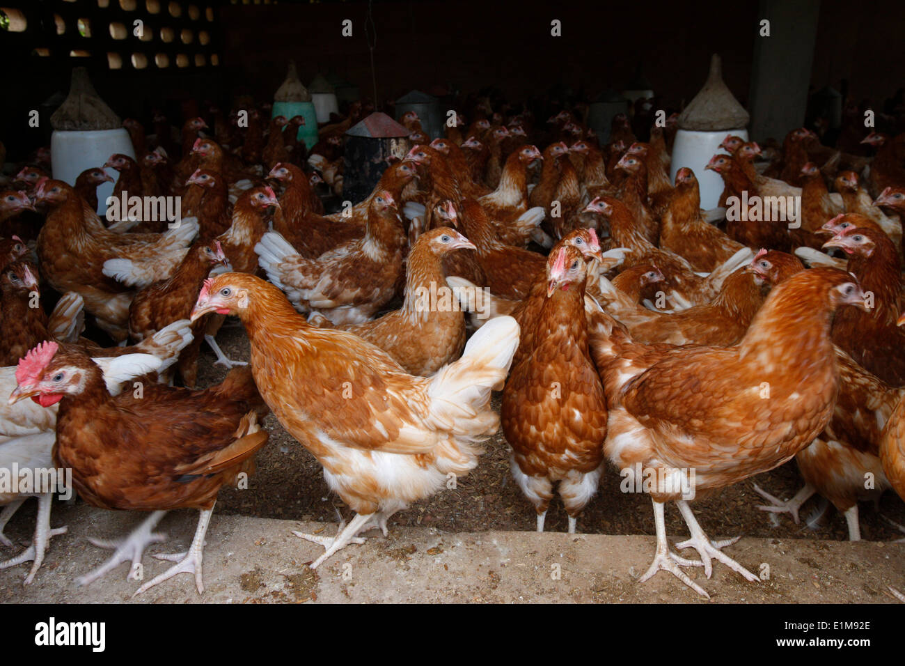Breeding poultry hi-res stock photography and images - Alamy