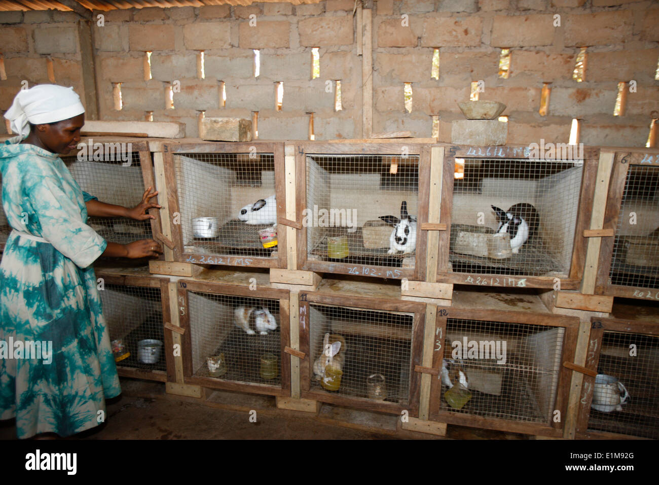 African Rabbit Stock Photos & African Rabbit Stock Images - Alamy