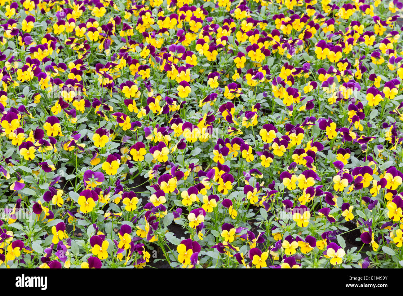 Background of blue and yellow viola Stock Photo - Alamy
