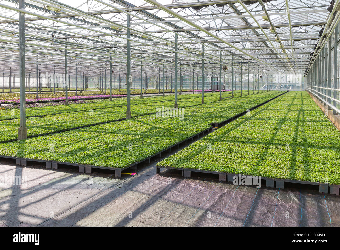 Cultivation of indoor plants in a Dutch greenhouse Stock Photo - Alamy