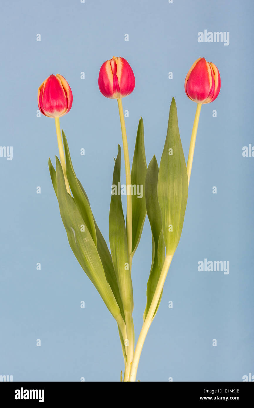 Three fresh red tulips hi-res stock photography and images - Alamy