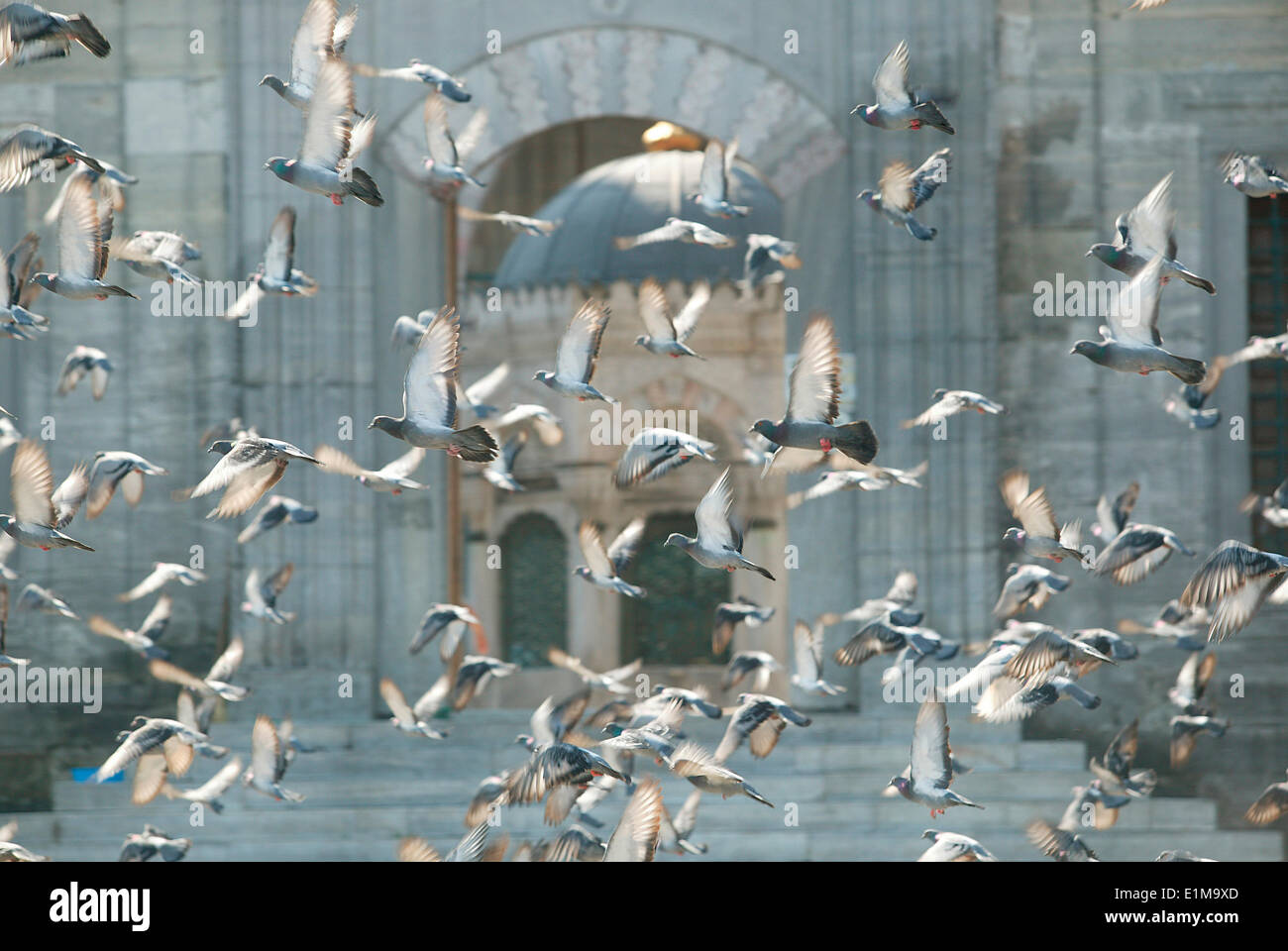 Pigeons outside the New Mosque Stock Photo - Alamy
