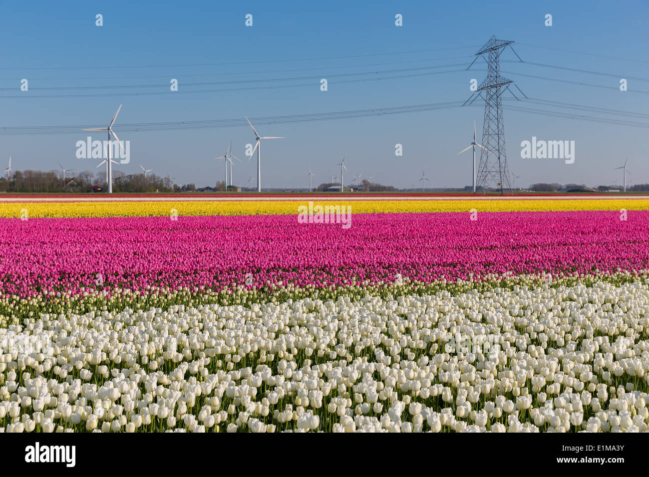Dutch tulip field with wind turbines and a power pylon Stock Photo - Alamy