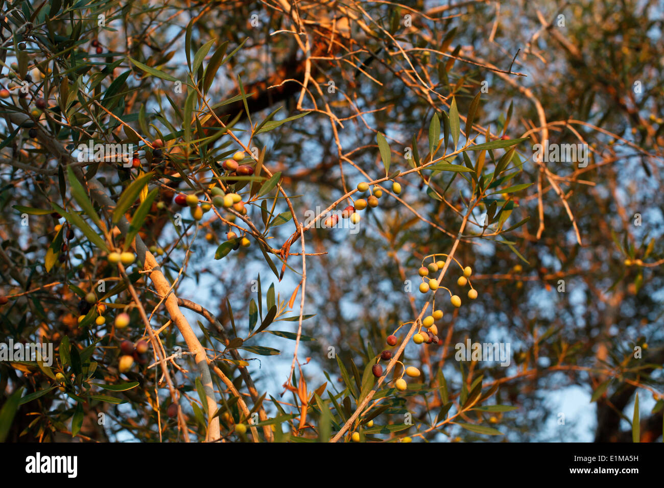 Olive tree on Jerba island Stock Photo - Alamy