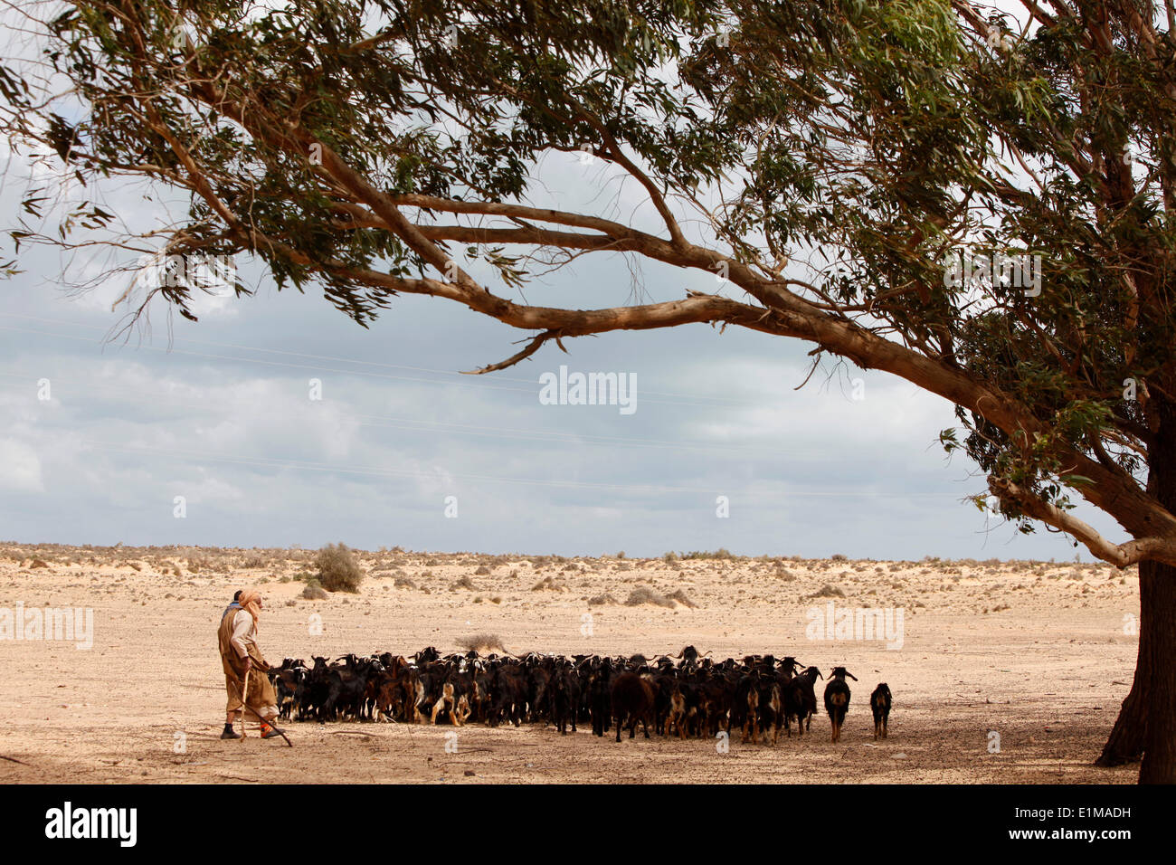Arab shepherd hi-res stock photography and images - Alamy