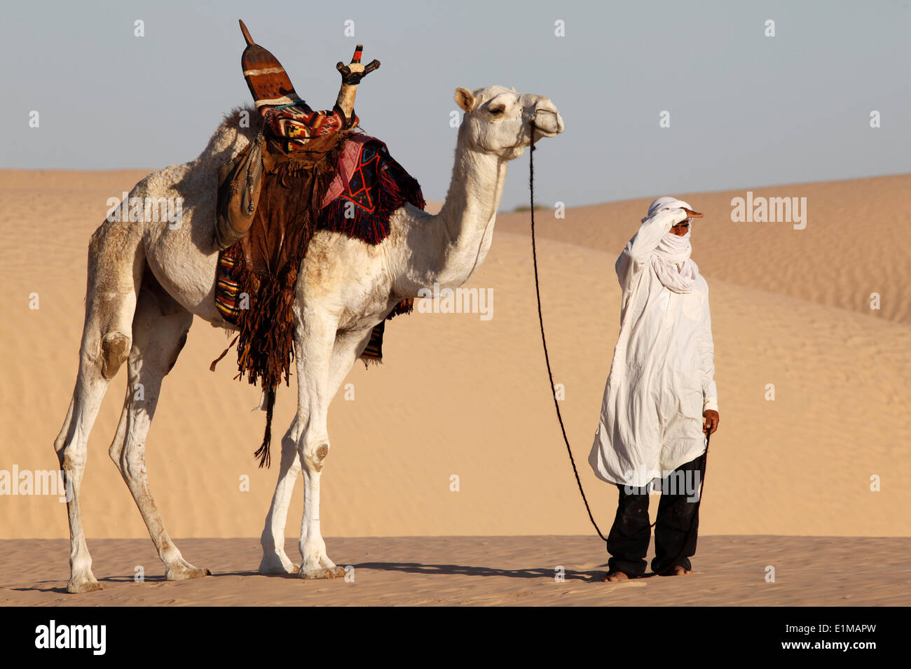 Camel standing in desert hi-res stock photography and images - Alamy
