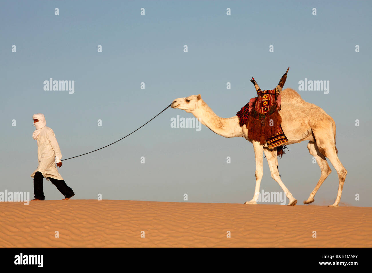 Camel driver in the Sahara desert Stock Photo - Alamy