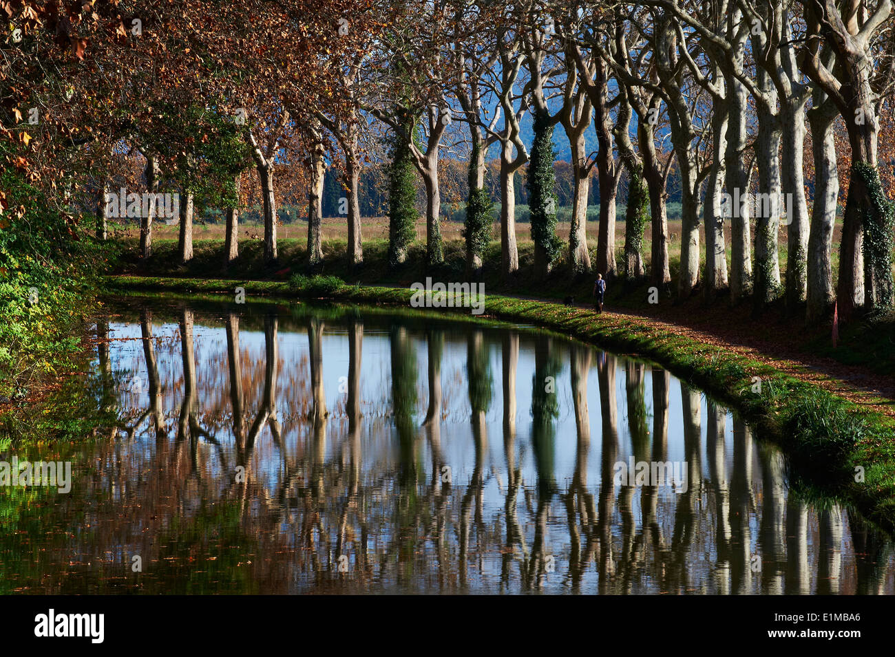 France, Languedoc-Roussillon, Aude (11), Canal du Midi, tree lined ...