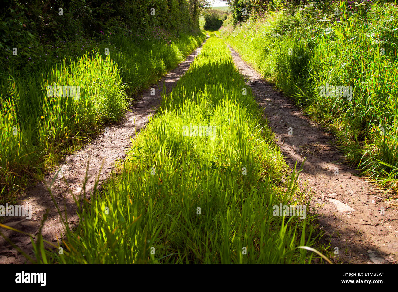 Rural track in cornwall hi-res stock photography and images - Alamy