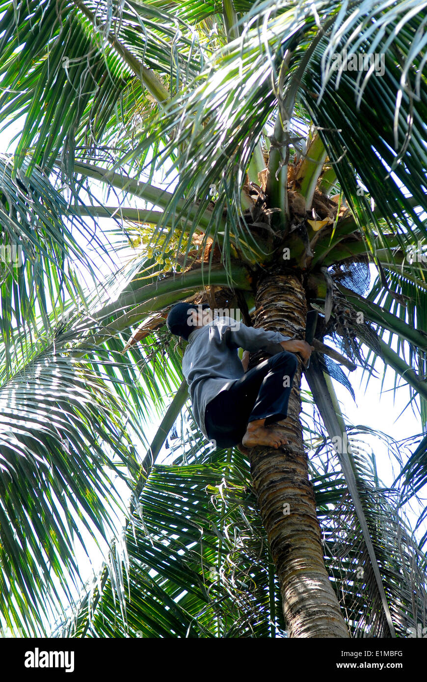 Man climbing up a coconut tre Stock Photo - Alamy