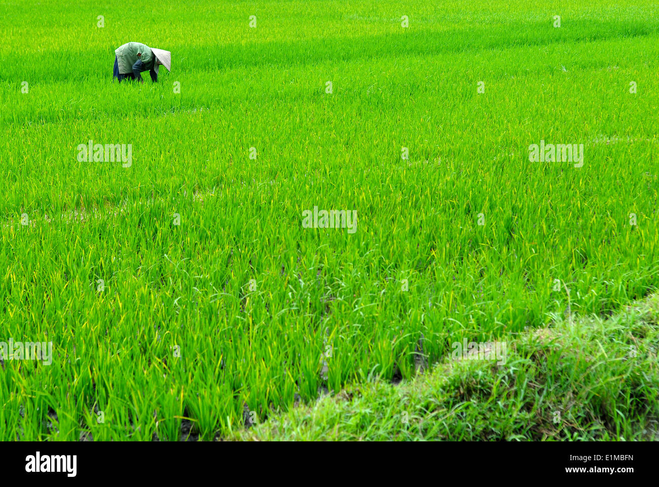 Rice paddy field Stock Photo - Alamy