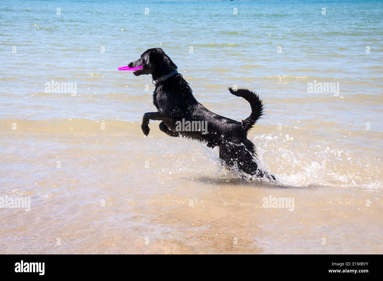 Dog on the beach catches a frisbee Stock Photo - Alamy