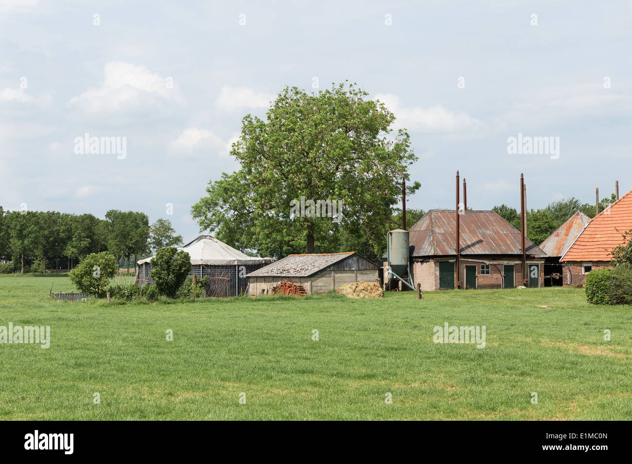 Dutch rural landscape with old farmhouse surrounded by green meadows ...
