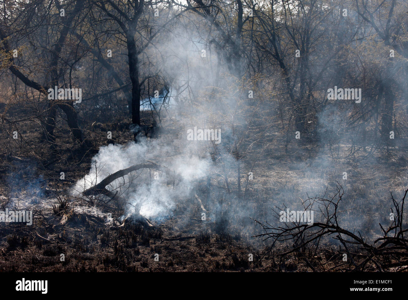 Madikwe game reserve. Fire Stock Photo - Alamy