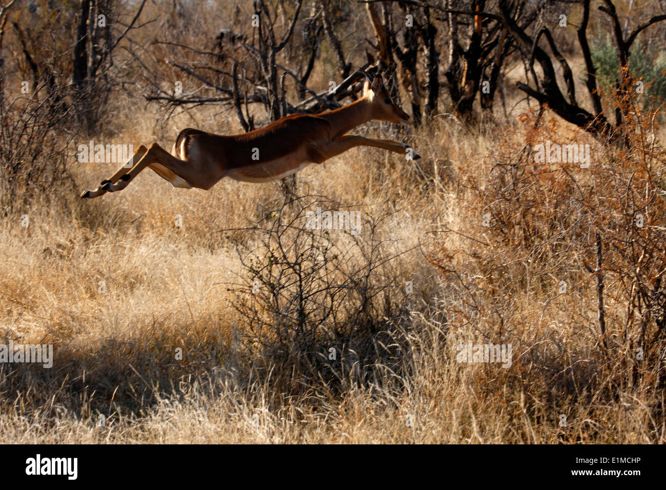 Madikwe game reserve. Safari. Impala Stock Photo - Alamy